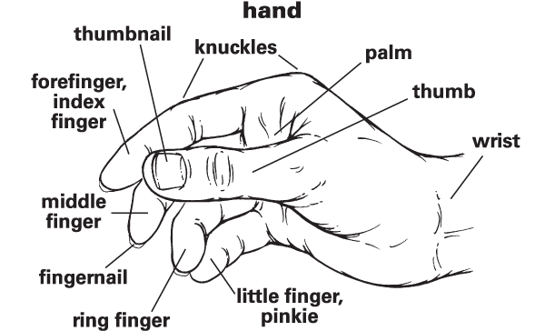 Hand Definition Meaning Britannica Dictionary Hand Definition Meaning Britannica Dictionary
