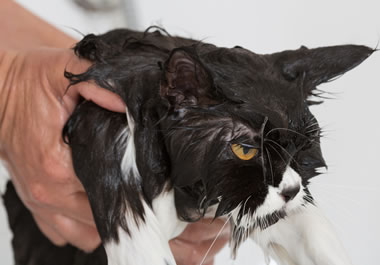 Sodden - January 25, 2023 Word Of The Day | Britannica Dictionary