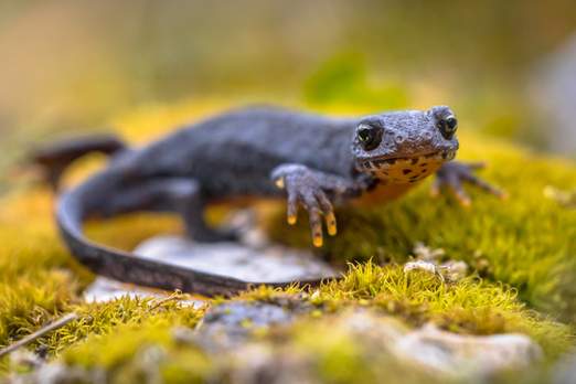 IMMINENT Definition & Meaning - Merriam-Webster