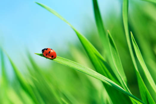 LADYBIRD Definition & Meaning - Merriam-Webster