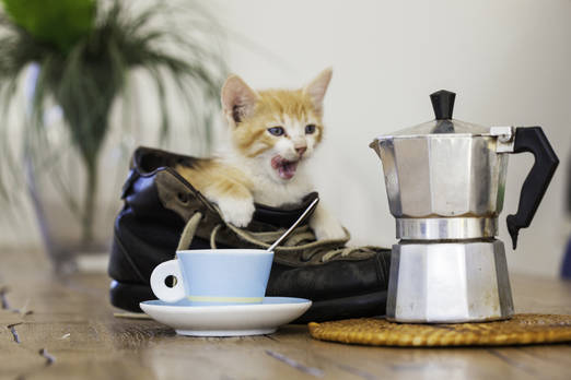 AWOKE Definition & Meaning - Merriam-Webster