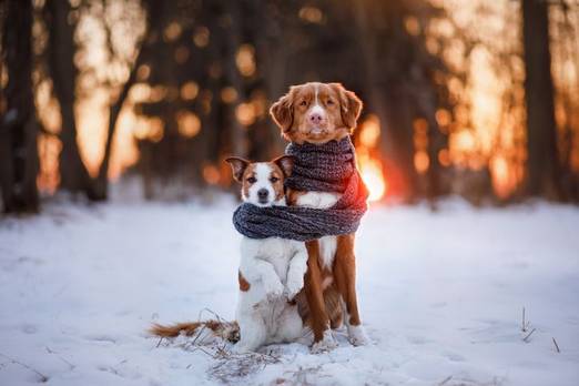 DOGGO Definition & Meaning - Merriam-Webster