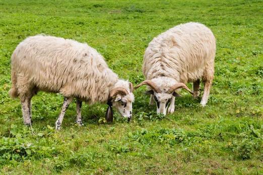 SHEEP Definition & Meaning - Merriam-Webster