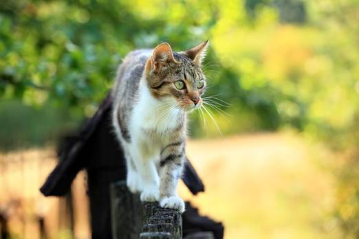 CANINE Definition & Meaning - Merriam-Webster