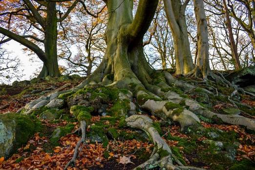 ROOT Synonyms: 154 Similar and Opposite Words | Merriam-Webster Thesaurus