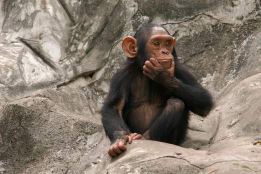 Disqualify Definition & Meaning - Merriam-Webster