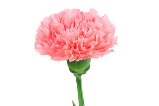 CARNATION Definition & Meaning - Merriam-Webster