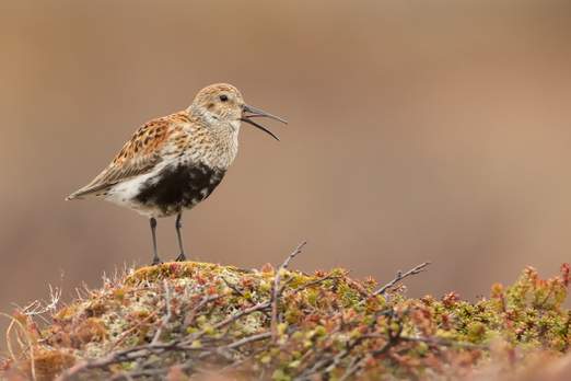 PURRE Definition & Meaning - Merriam-Webster