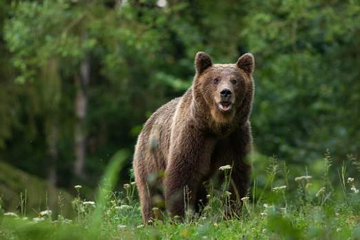 BEAR Definition & Meaning - Merriam-Webster