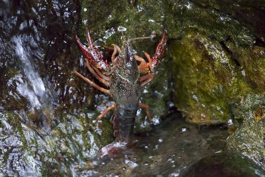 Crawdad Definition & Meaning - Merriam-Webster