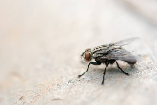 FLY Synonyms: 260 Similar and Opposite Words | Merriam-Webster Thesaurus