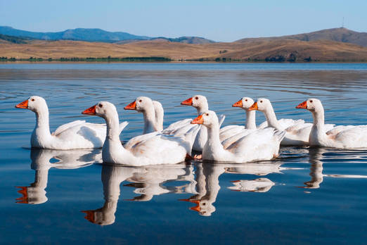 Gaggle Definition & Meaning - Merriam-Webster