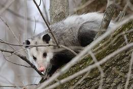 POSSUM Definition & Meaning - Merriam-Webster