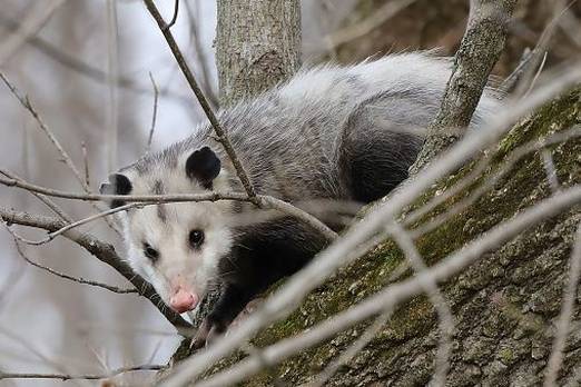 POSSUM Definition & Meaning - Merriam-Webster