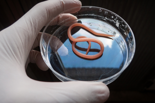 Parasitical Definition & Meaning - Merriam-Webster