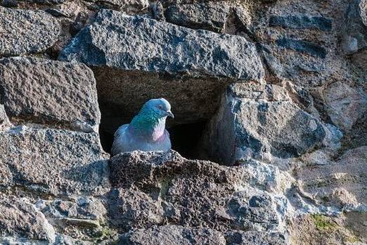 PIGEONHOLE Definition & Meaning - Merriam-Webster