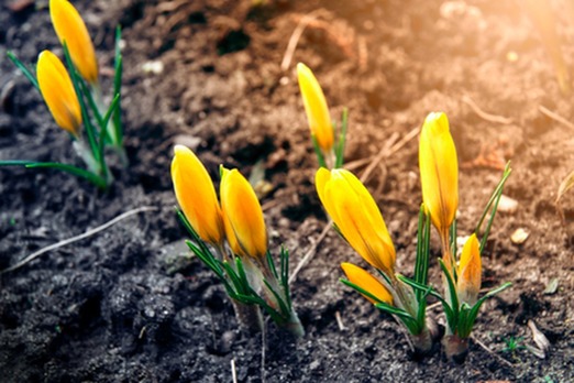 SPRING Definition & Meaning - Merriam-Webster