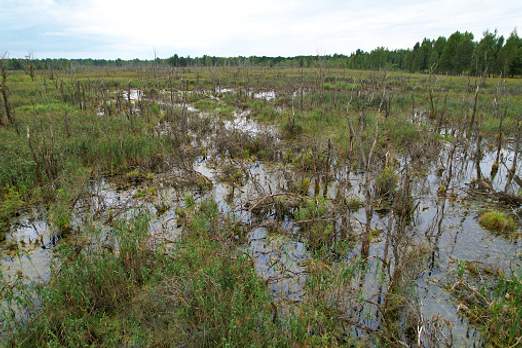 MISINFORMATION Definition & Meaning - Merriam-Webster