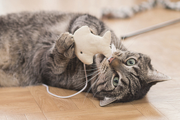 TABBY Definition & Meaning - Merriam-Webster