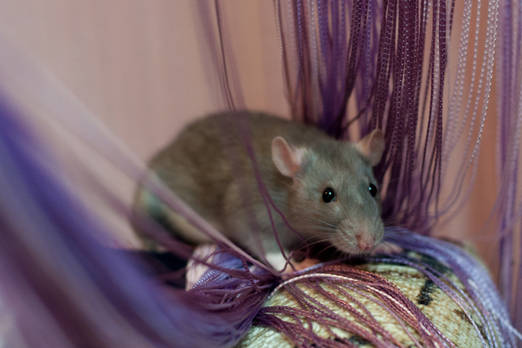 RAVELLING Definition & Meaning - Merriam-Webster