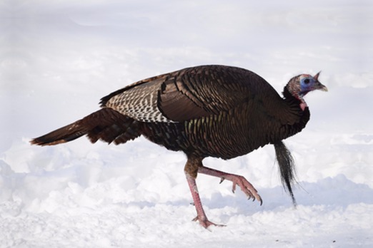 COLD TURKEY Definition & Meaning - Merriam-Webster