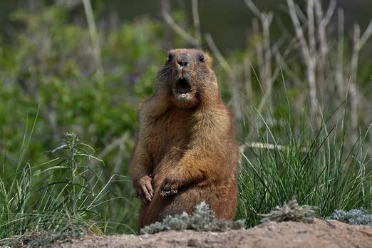 GROUNDHOG DAY Definition & Meaning - Merriam-Webster