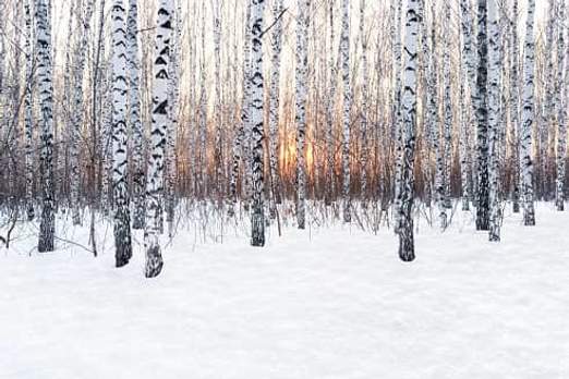 PARIAH Definition & Meaning - Merriam-Webster