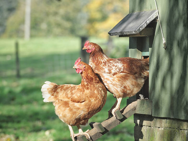 Origin & Etymology of 'Brooding' | Merriam-Webster