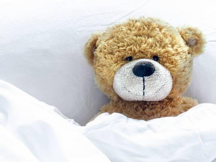 Words We're Watching: 'Pizzly' vs. 'Grolar' | Merriam-Webster