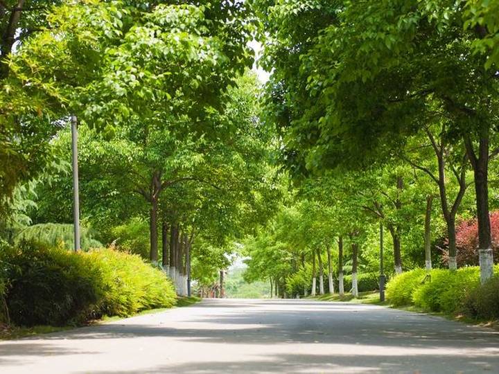 The History of 'Boulevard' | Merriam-Webster