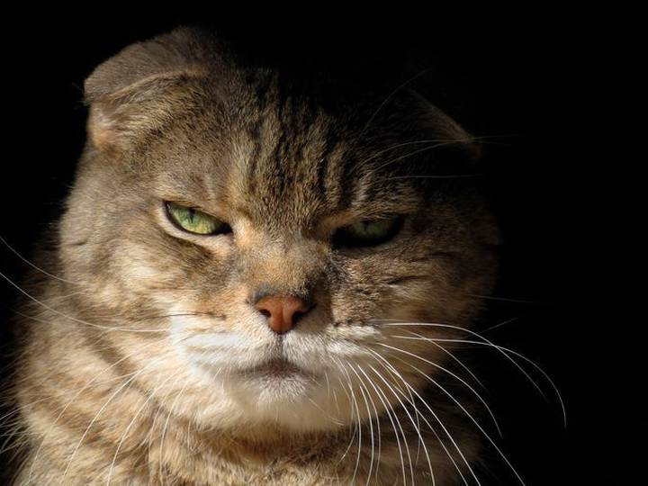 'Snark' and 'Snarky': The Word History | Merriam-Webster