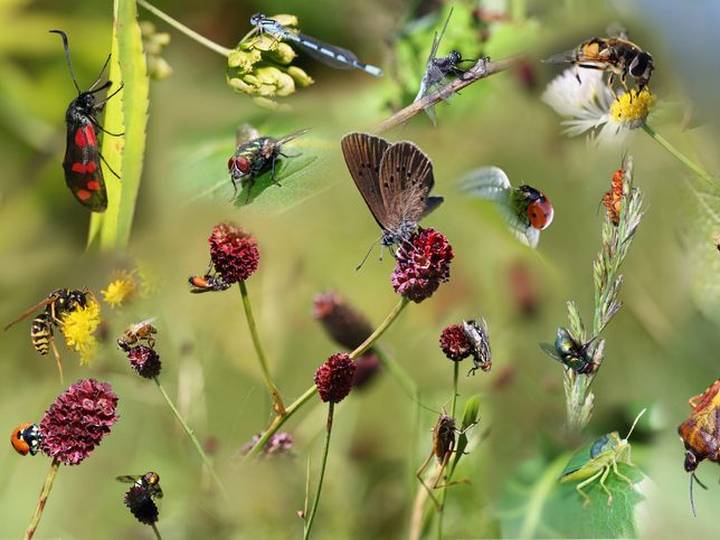 'Bug,' 'Insect,' and 'Beetle': Usage Guide | Merriam-Webster