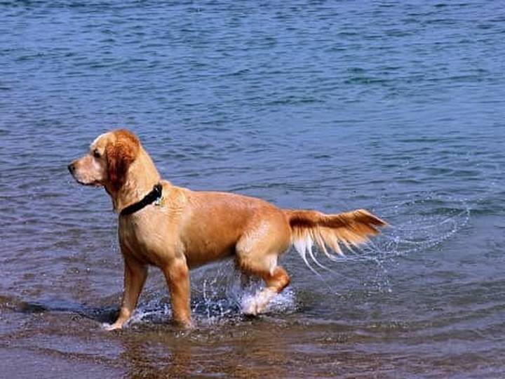 Wag the Dog: Two Meanings of the Idiom | Merriam-Webster