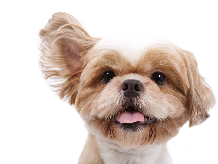 What's the political meaning of 'dog whistle'? | Merriam-Webster