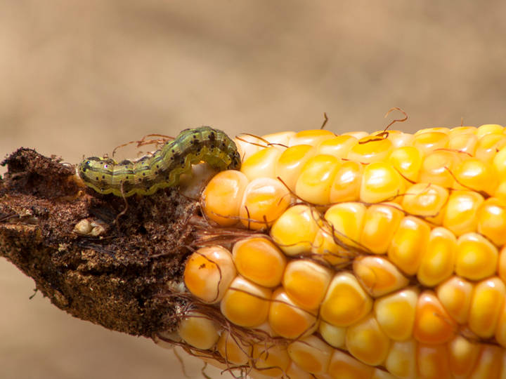 The Wriggly History of Earworm | Merriam-Webster