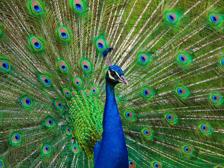 Flaunt vs. Flout | Merriam-Webster