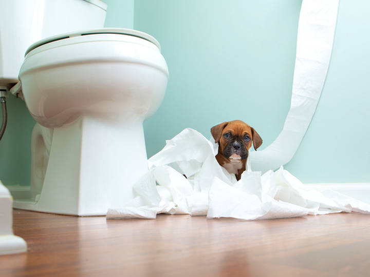 The History of 'Toilet' | Merriam-Webster