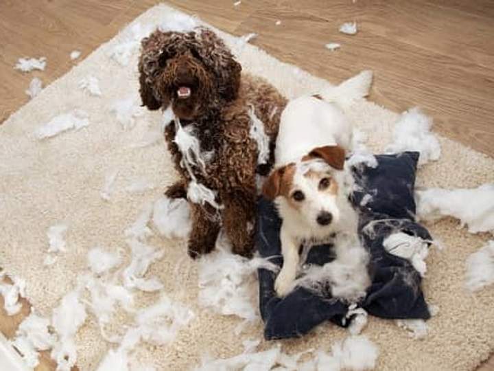 The History of 'Havoc' | Merriam-Webster
