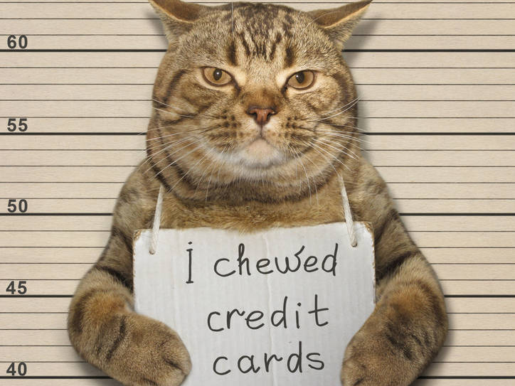 Credible vs. Creditable vs. Credulous: How to Use | Merriam-Webster