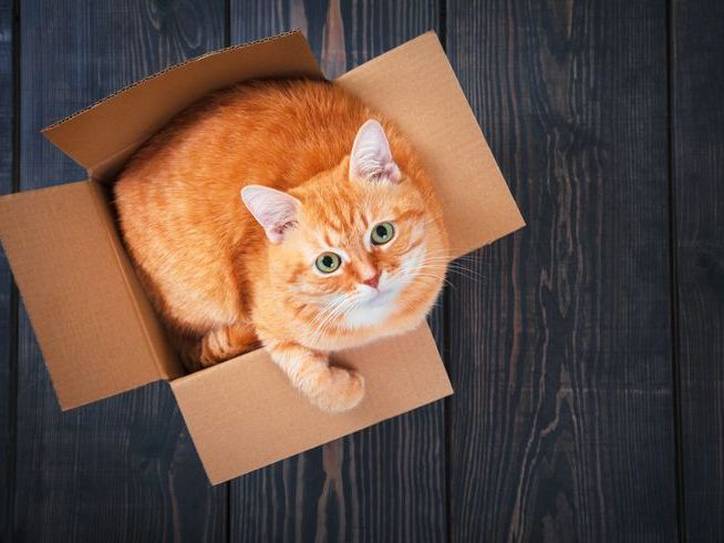 Words We're Watching: What's the 'sitch'? | Merriam-Webster