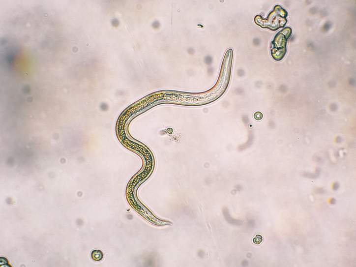 Words of the Week - May 10th | Merriam-Webster