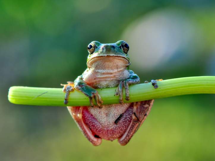 Words of the Week - Mar. 21 | Merriam-Webster