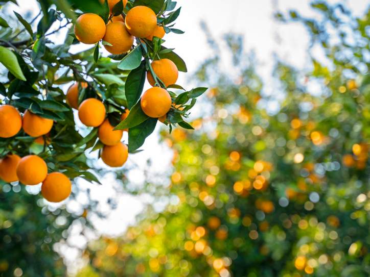 Did 'orange' The Fruit Or The Color Come First? | Merriam-Webster