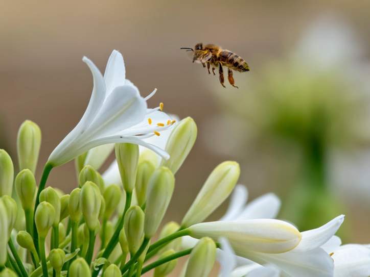 Why Do We Say 'make A Beeline'? | Merriam-Webster