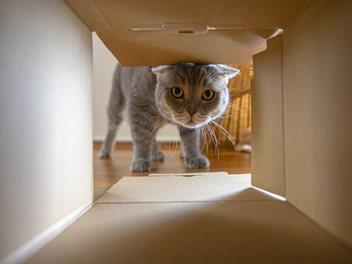 Where Does 'curiosity Killed The Cat' Come From? | Merriam-Webster