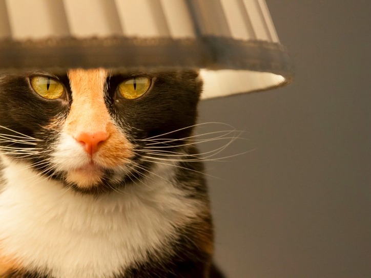 What Does Merp Mean? | Merriam-Webster