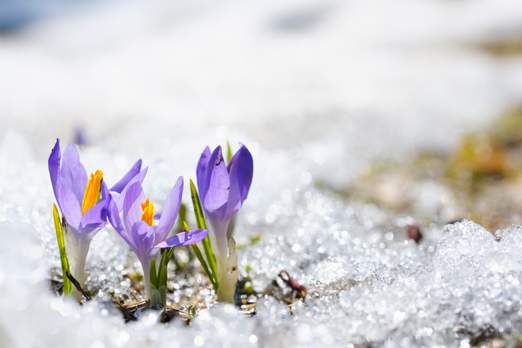 CROCUS Definition & Meaning - Merriam-Webster