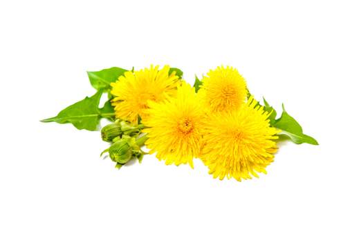 DANDELION Definition & Meaning - Merriam-Webster