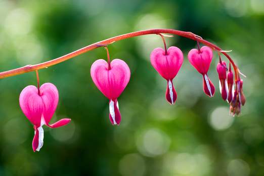 HEART Definition & Meaning - Merriam-Webster