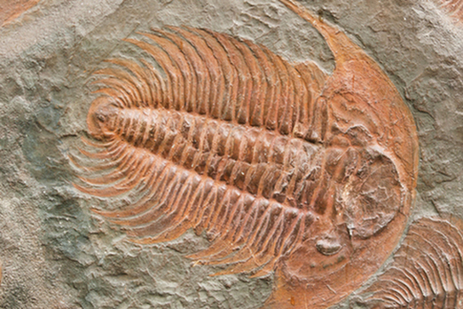 FOSSIL Definition & Meaning - Merriam-Webster